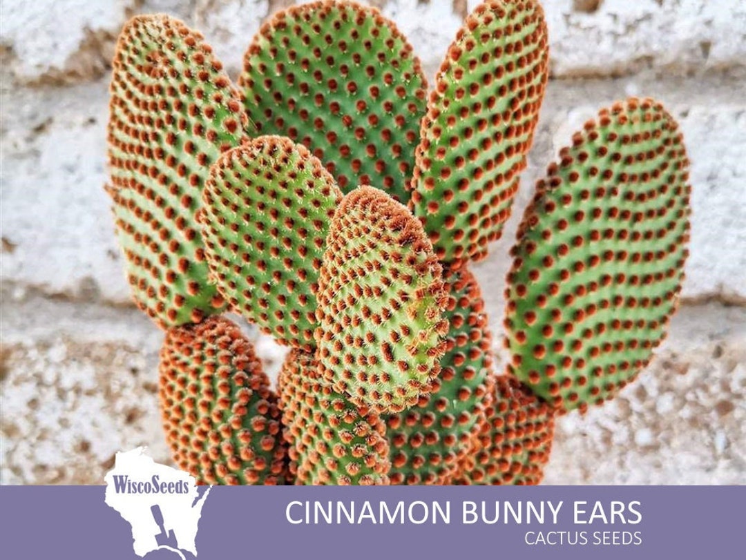 Opuntia Microdasys Rufida -- 10 SEEDS -- Cinnamon Bunny Ears Rabbit ...