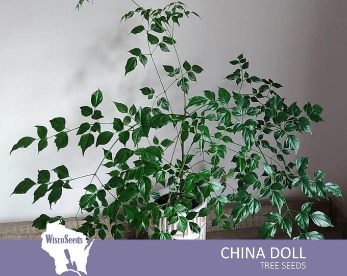 Radermachera Sinica -- 10 SEEDS -- China Doll Serpent Tree Emerald Tree ...