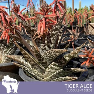 Aloe Variegata 5 SEEDS Tiger Aloe Succulent Seeds Small Compact Striped ...