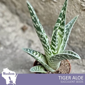 Aloe Variegata 5 SEEDS Tiger Aloe Succulent Seeds Small Compact Striped ...