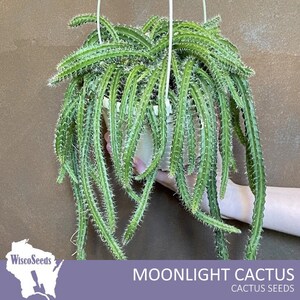 Selenicereus Validus -- 10 SEEDS -- Moonlight Cactus Night Blooming ...