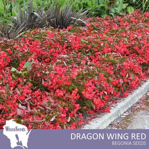 Begonia Dragon Wing Red -- 10 SEEDS (PELLETED) -- Angel Wing Begonia 12 ...