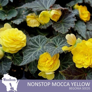 Begonia Tuberous Yellow Mocca Nonstop -- 10 SEEDS (PELLETED) -- Compact ...