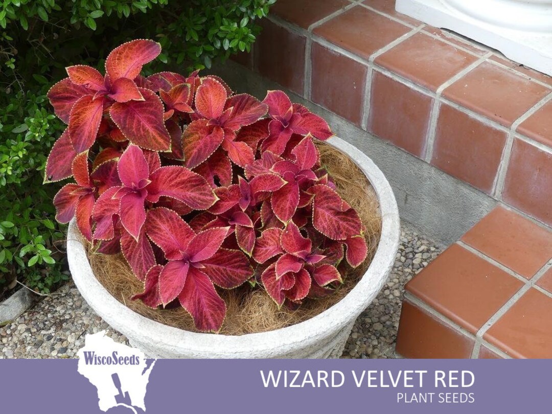 Coleus Wizard Velvet Red -- 20 SEEDS (PELLETED) -- Painted Nettle ...