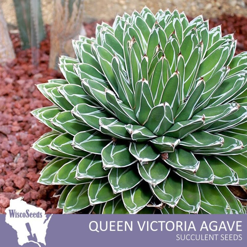 Agave Victoria Regina - Etsy