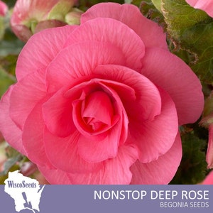 Begonia Tuberous Deep Rose Nonstop -- 10 SEEDS (PELLETED) -- Compact ...
