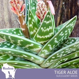 Aloe Variegata 5 SEEDS Tiger Aloe Succulent Seeds Small Compact Striped ...