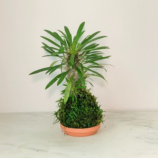 Madagascar Palm - Etsy