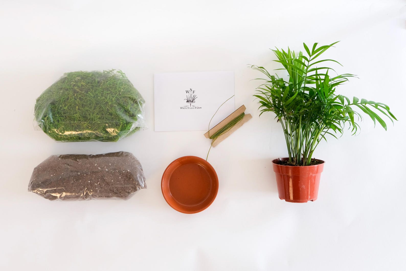 Kokedama DIY Kit Including Plant - Etsy
