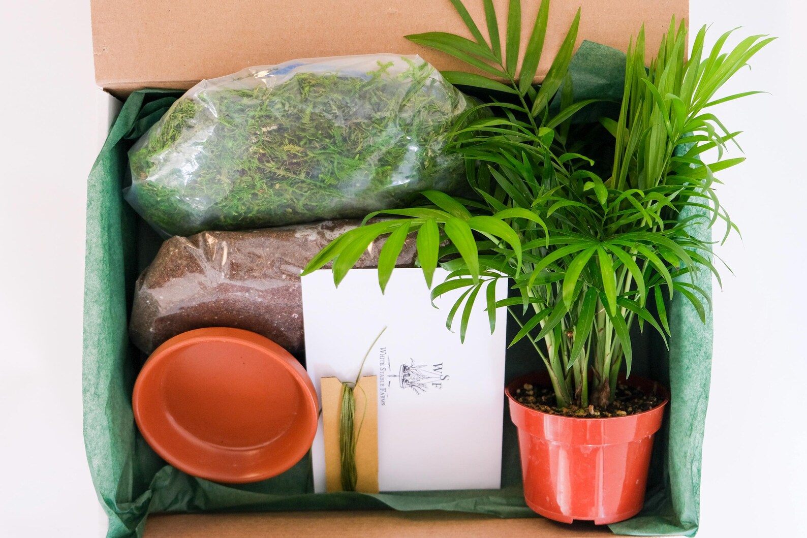 Kokedama DIY Kit Including Plant - Etsy