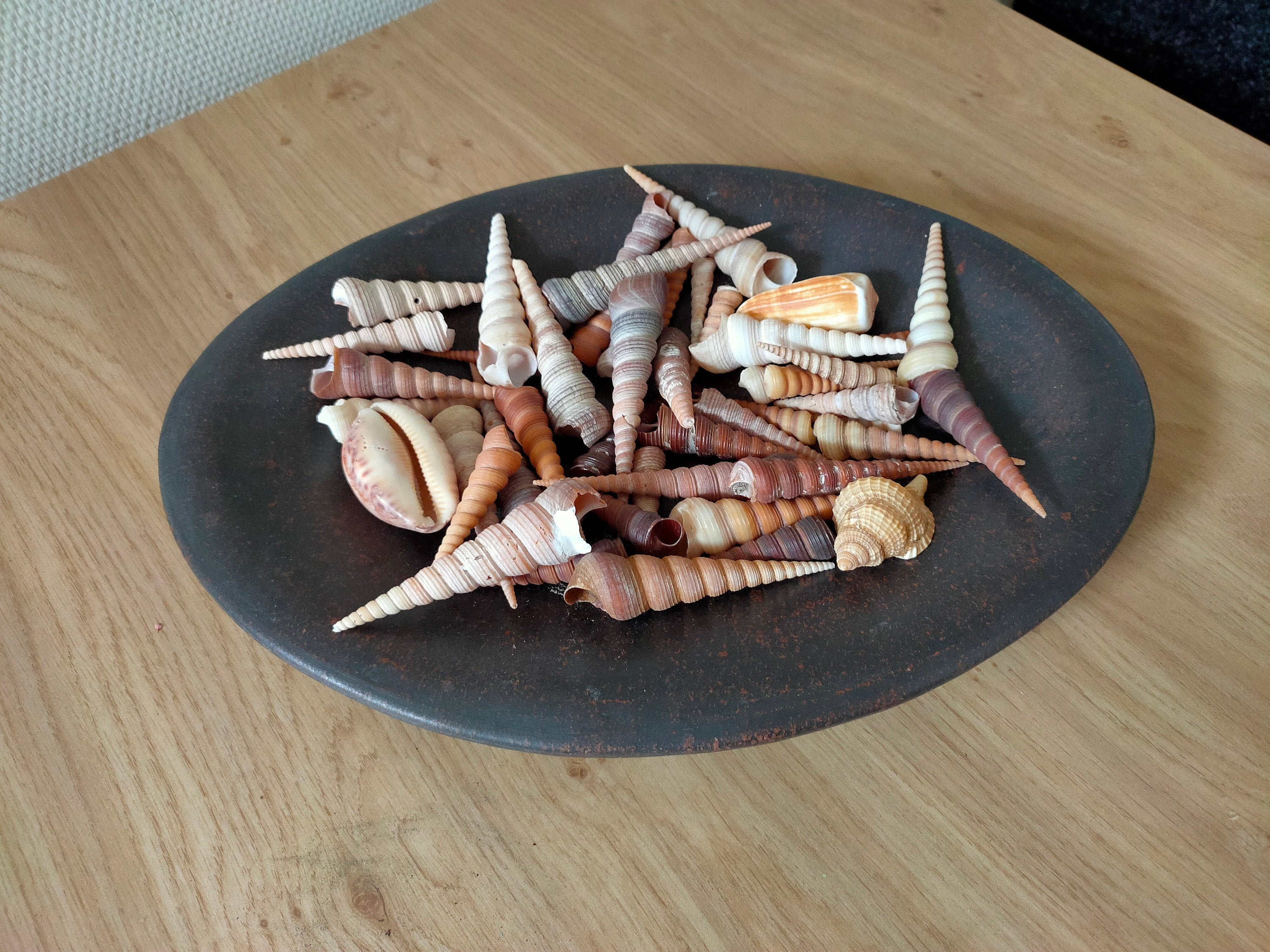Plate/bowl With Philippine Shells - Etsy