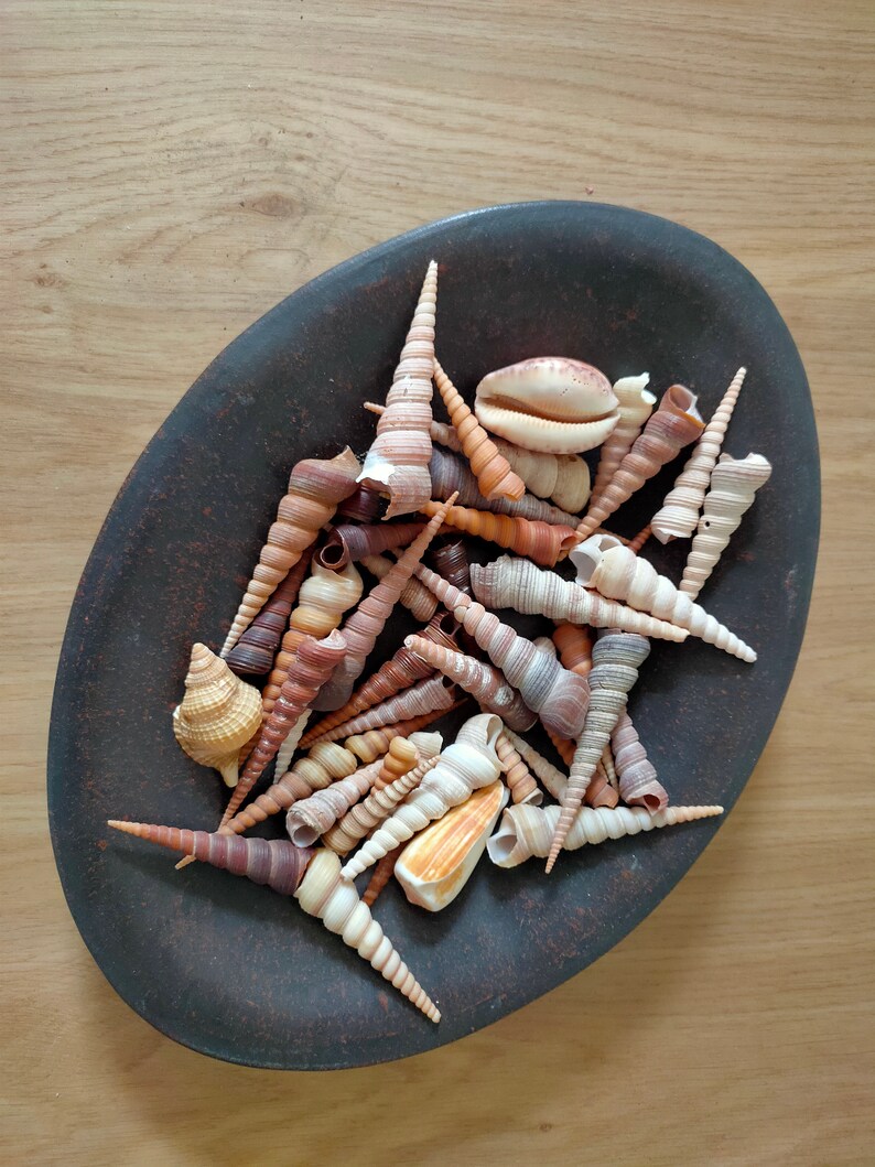 Plate/bowl With Philippine Shells - Etsy