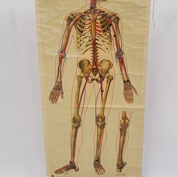 Human Body Poster - Etsy UK