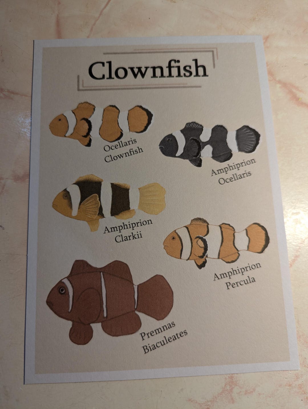 Clownfish Print - Etsy