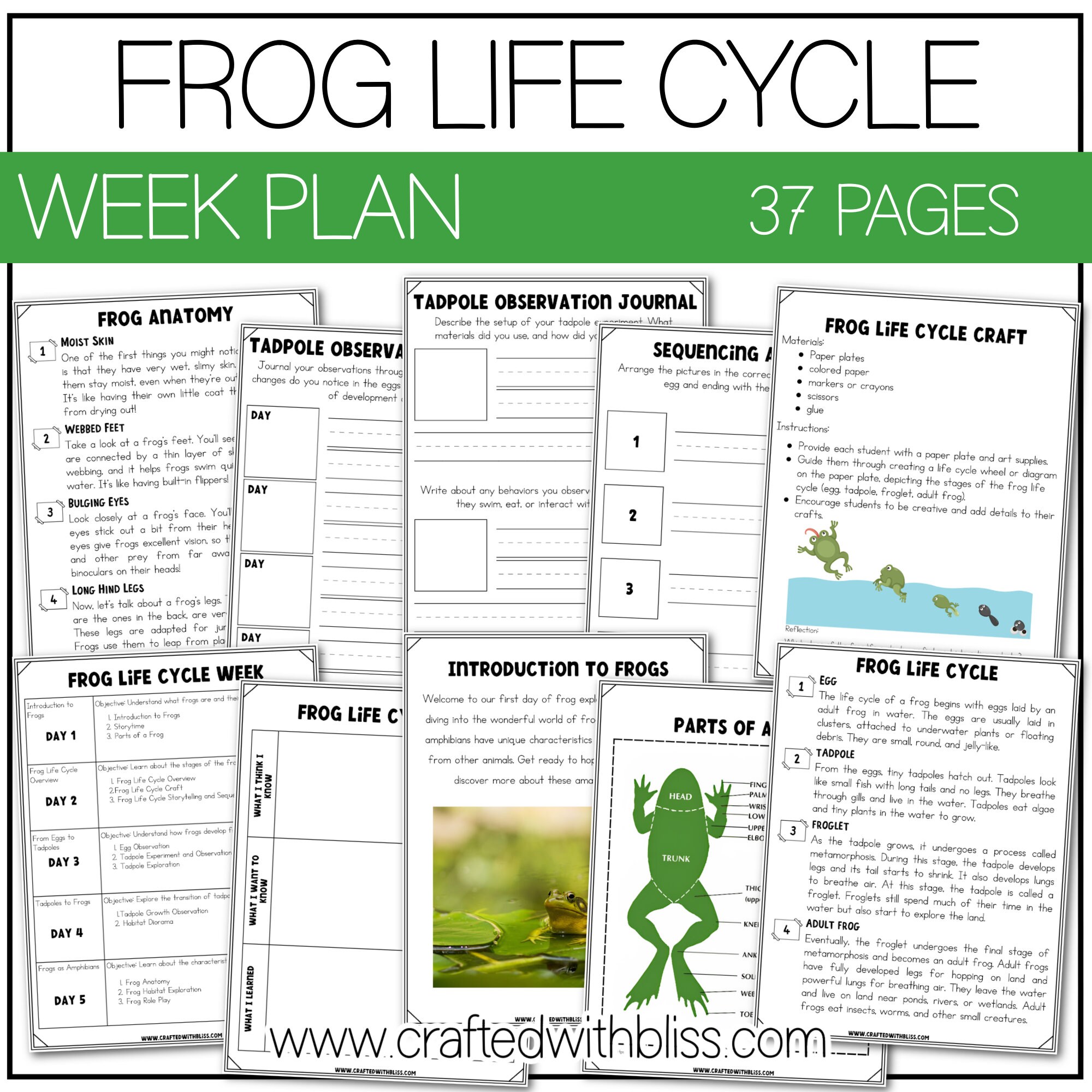 Frog Life Cycle Week Unit Plan Science K-2 Craft Worksheet STEM - Etsy