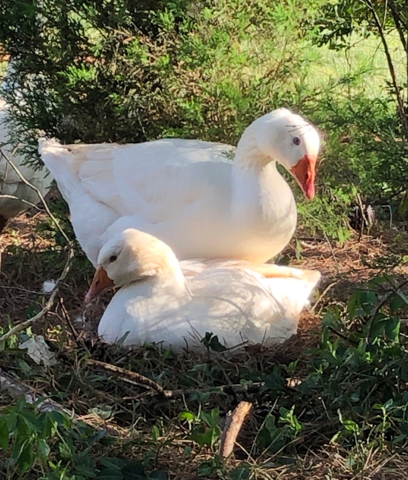 Northern Cardinal Hand Painted Goose Egg. - Etsy
