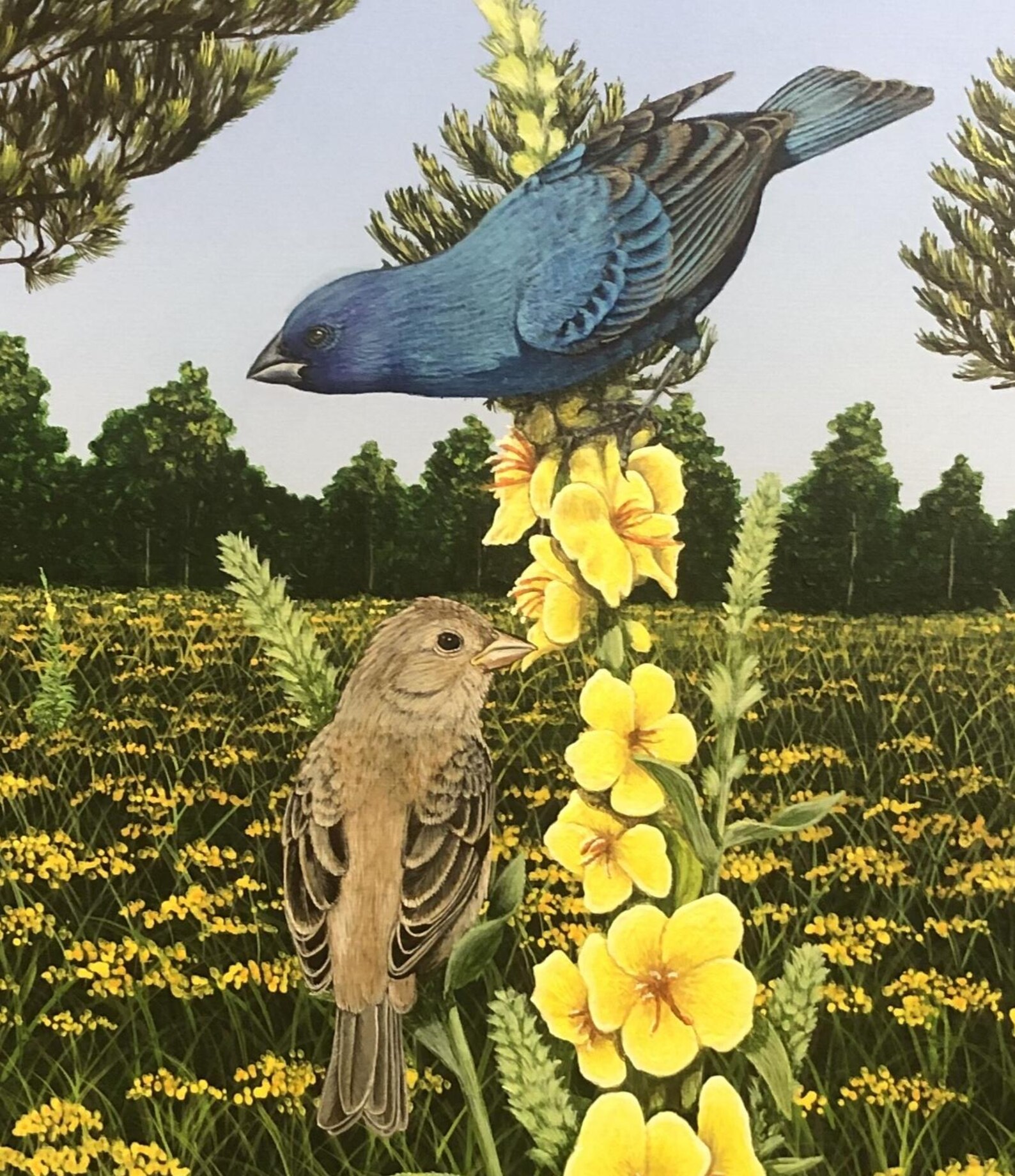 Indigo Buntings - Etsy