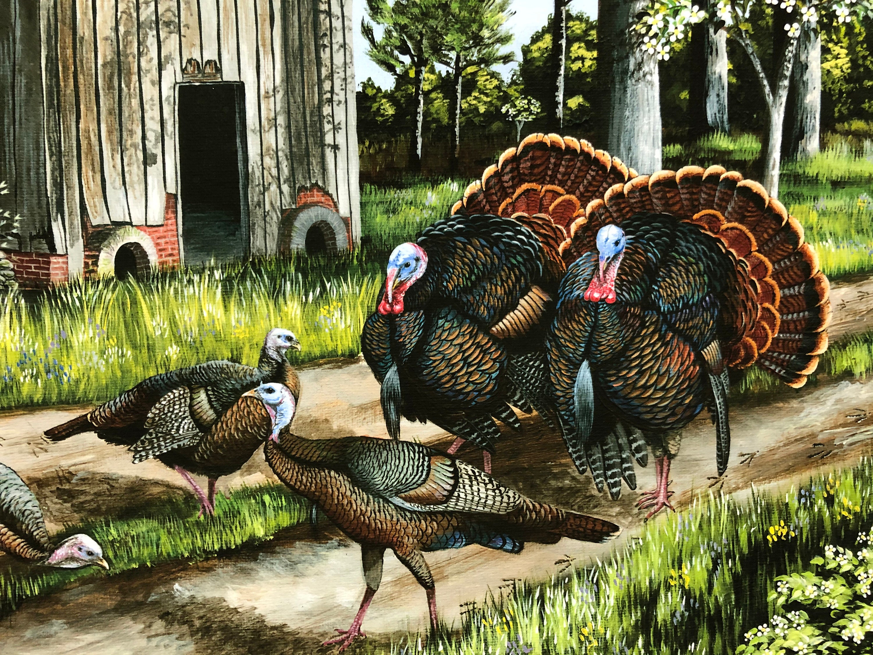 Spring Wild Turkey Wallpaper