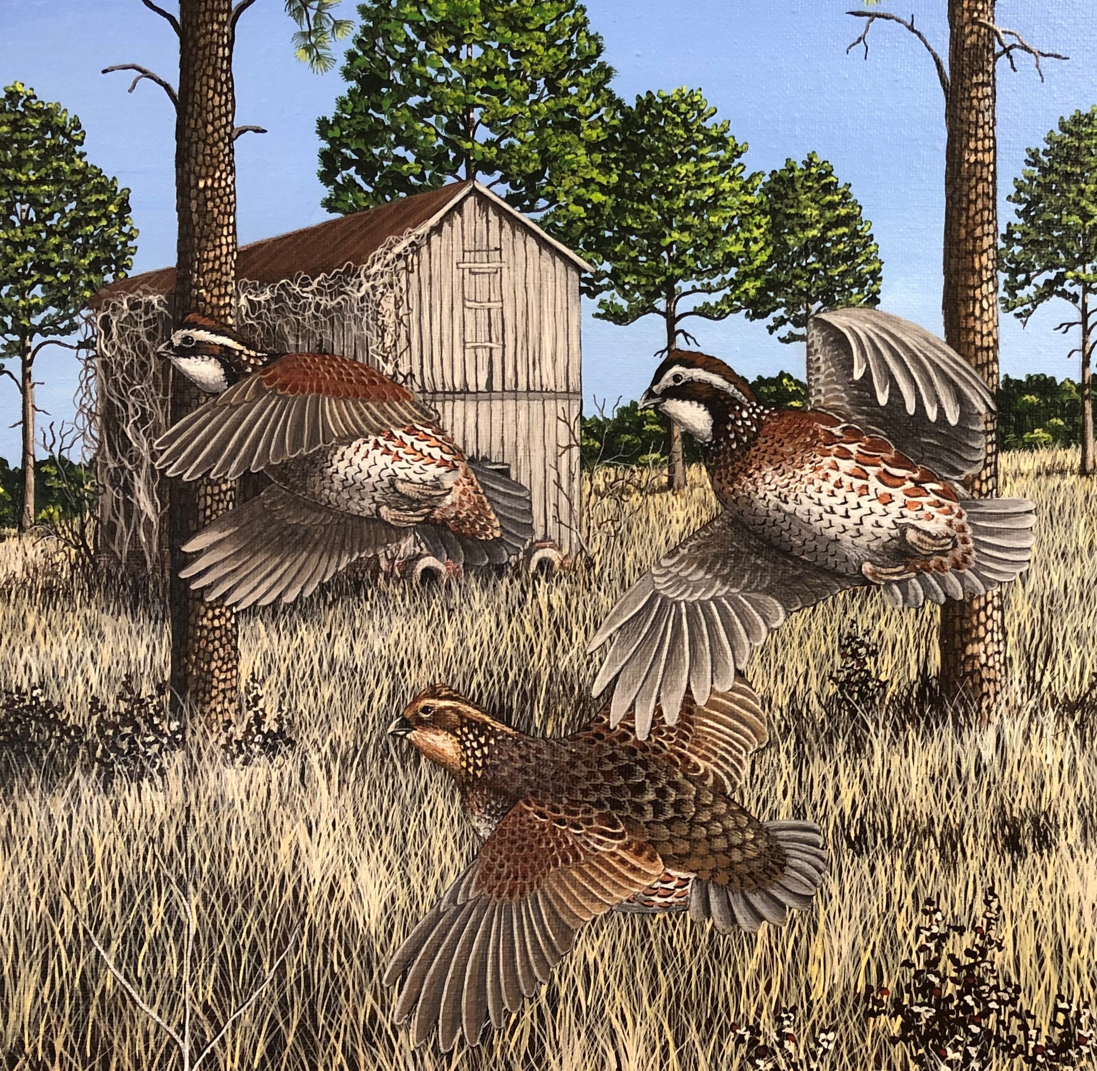 Quail Hunting Paintings