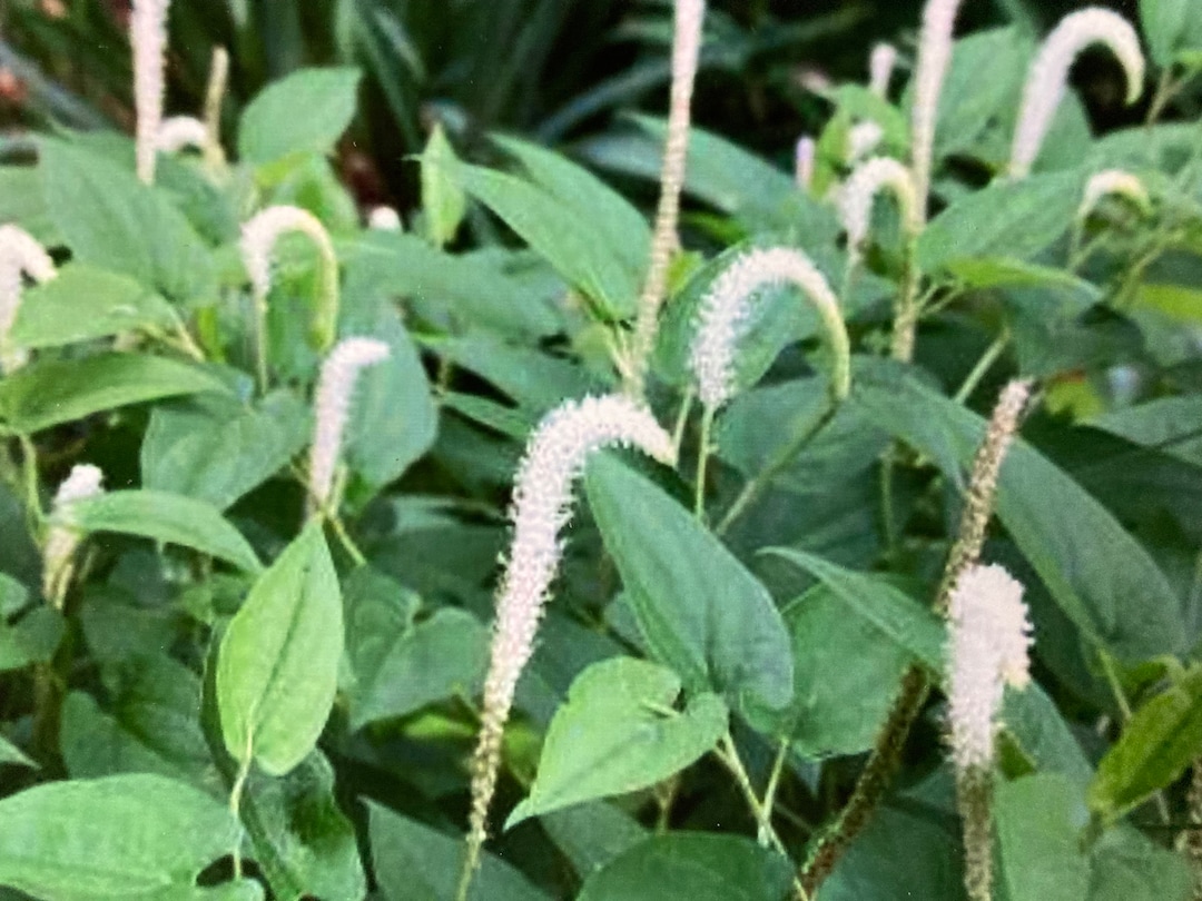 3 Live Lizard’s Tail Plants | Saururus Cernuus | - Etsy