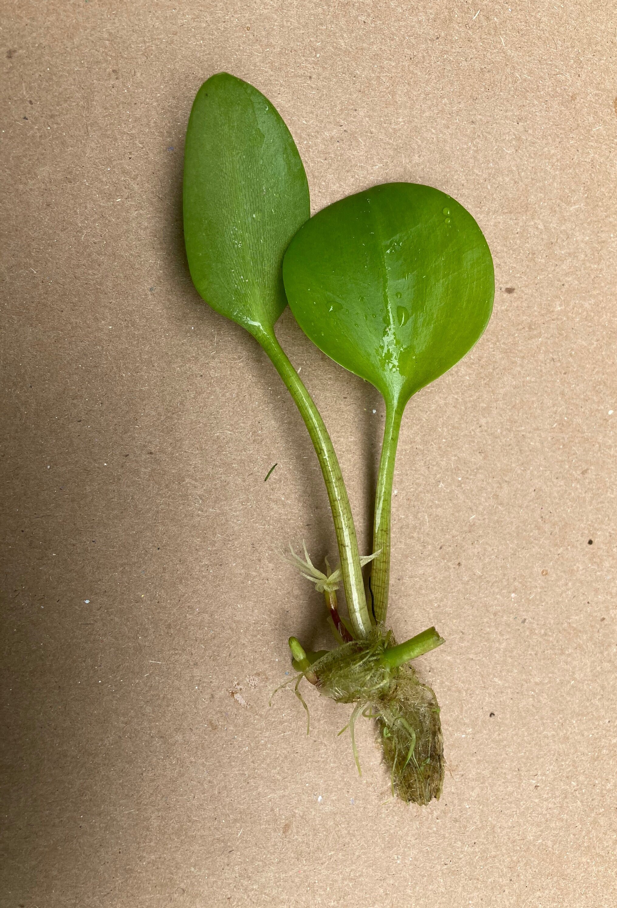 10 Jumbo Frog Bit Plants - Etsy