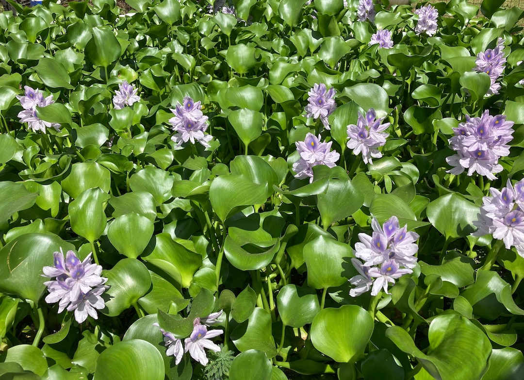 3 MEDIUM Water Hyacinth Plants for Ponds - Etsy