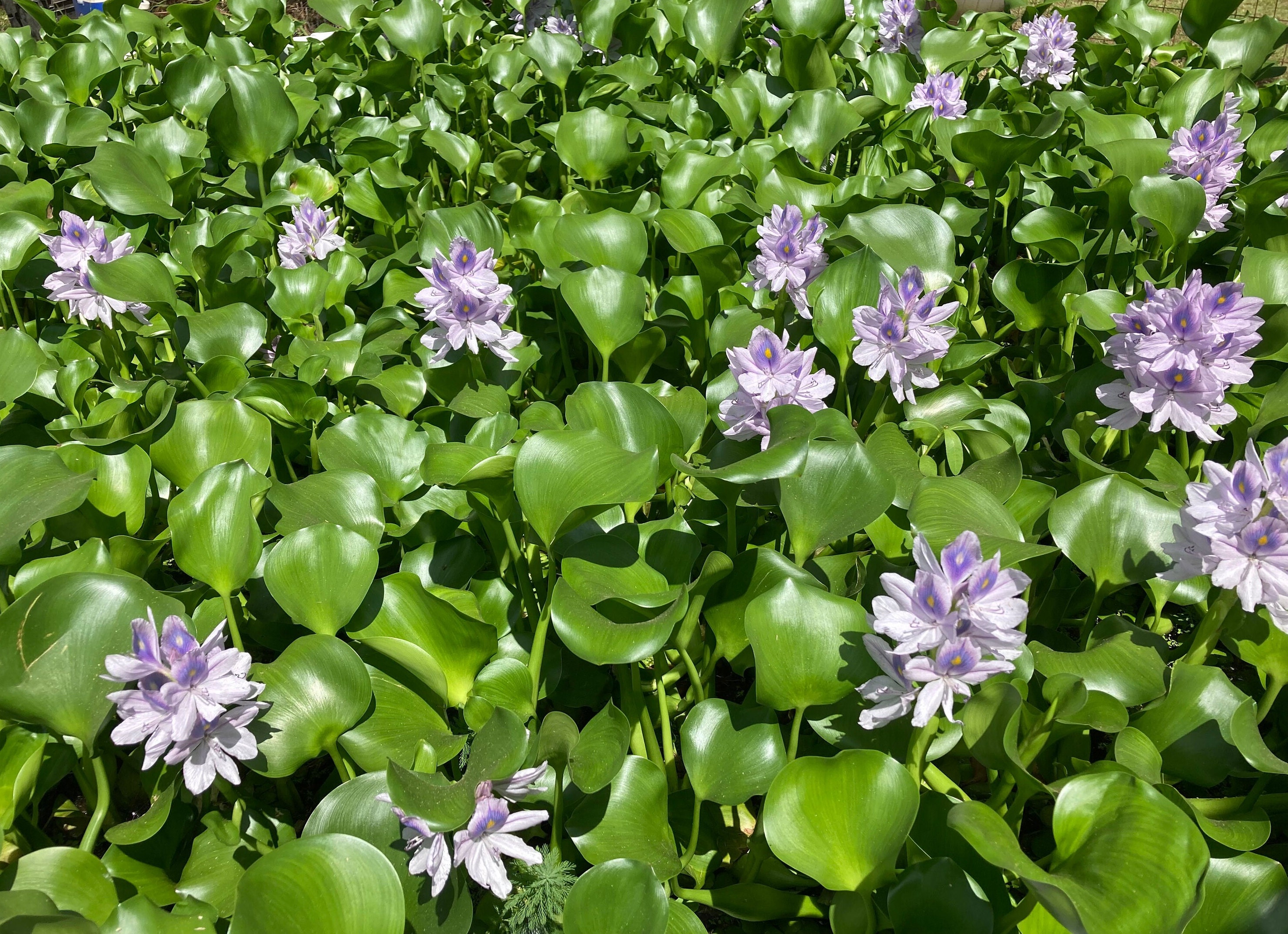 5 MEDIUM Water Hyacinth Plants - Etsy