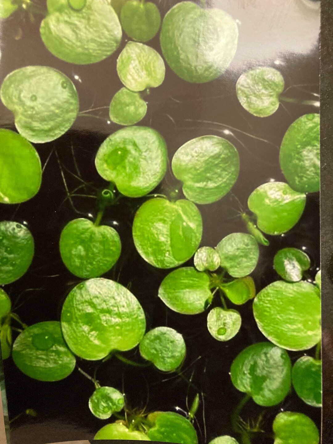 50 Frog Bit Plant Leaves (FREE Sample of Jumbo Frog Bits) - Etsy