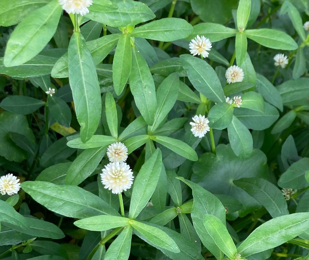 10 Alligator Weed Pond/aquarium Plants **FREE SHIPPING** - Etsy
