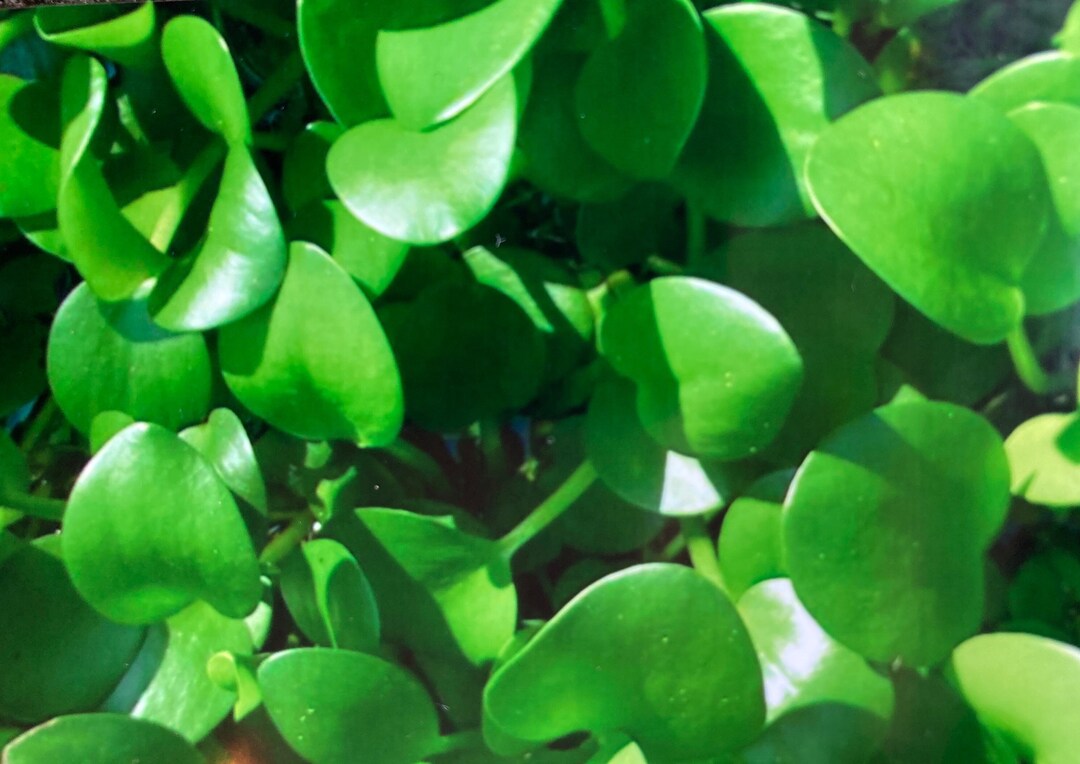 10 Jumbo Frog Bit Plants - Etsy