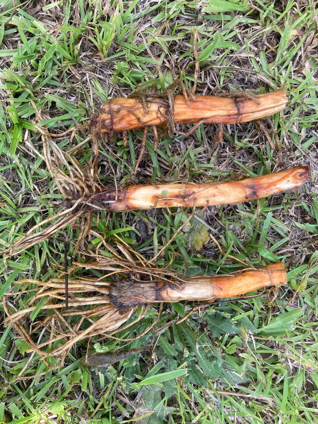 3 Cattail Plant TUBERS & 1 Small Live Plant FREE SHIPPING - Etsy