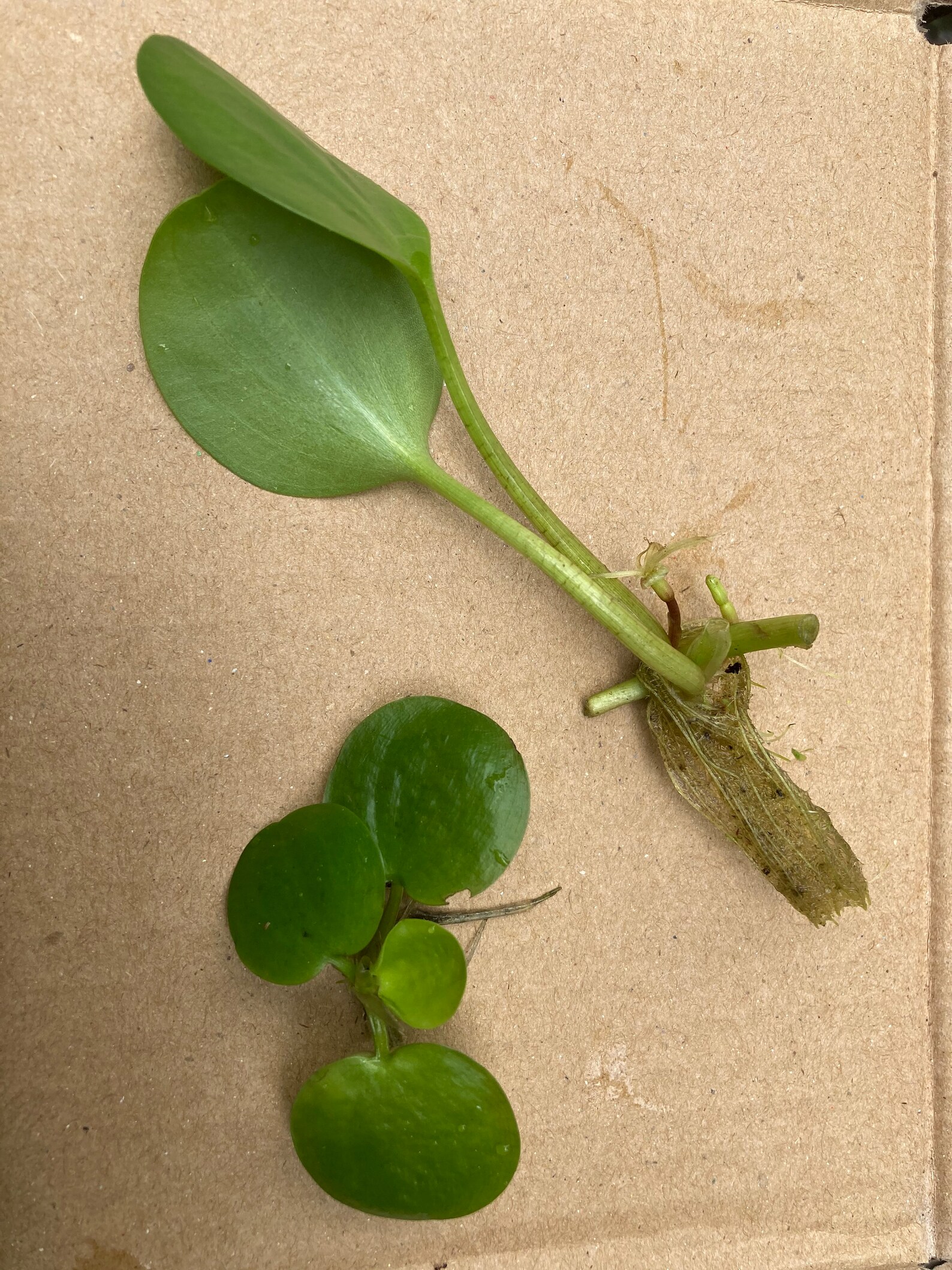 10 Jumbo Frog Bit Plants - Etsy