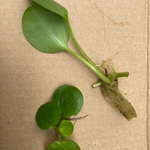 10 Jumbo Frog Bit Plants - Etsy