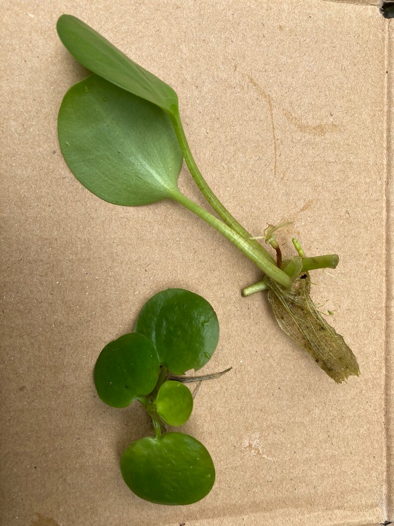 10 Jumbo Frog Bit Plants - Etsy