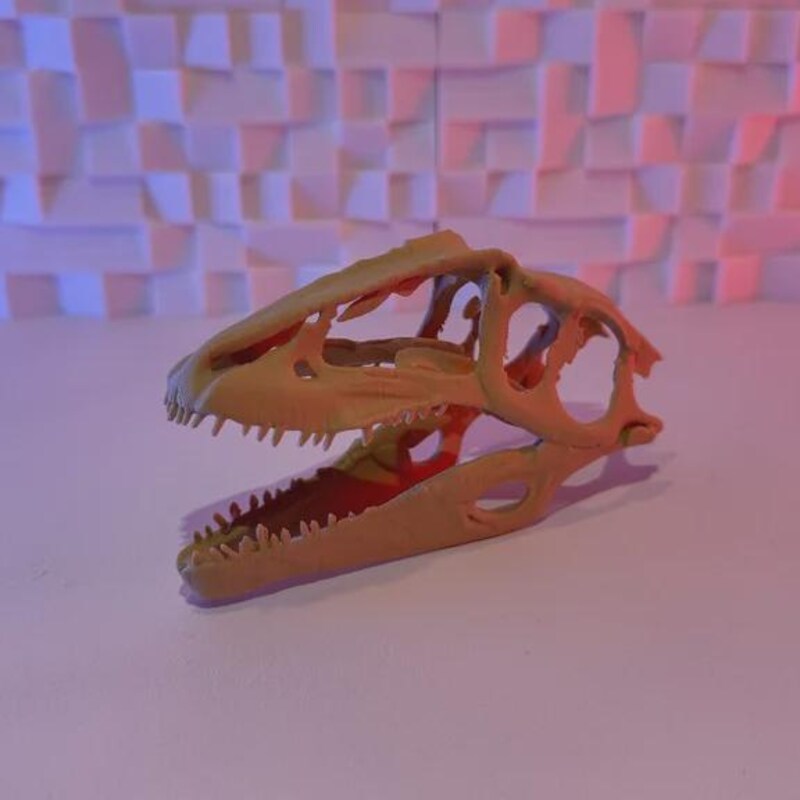 Dinosaur Skull Casts - Etsy