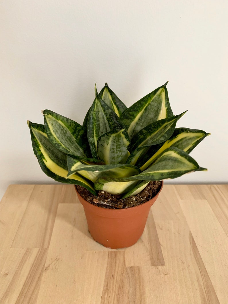 Dwarf Snake Plant Small Snake Plant Sansevieria Plant | Etsy