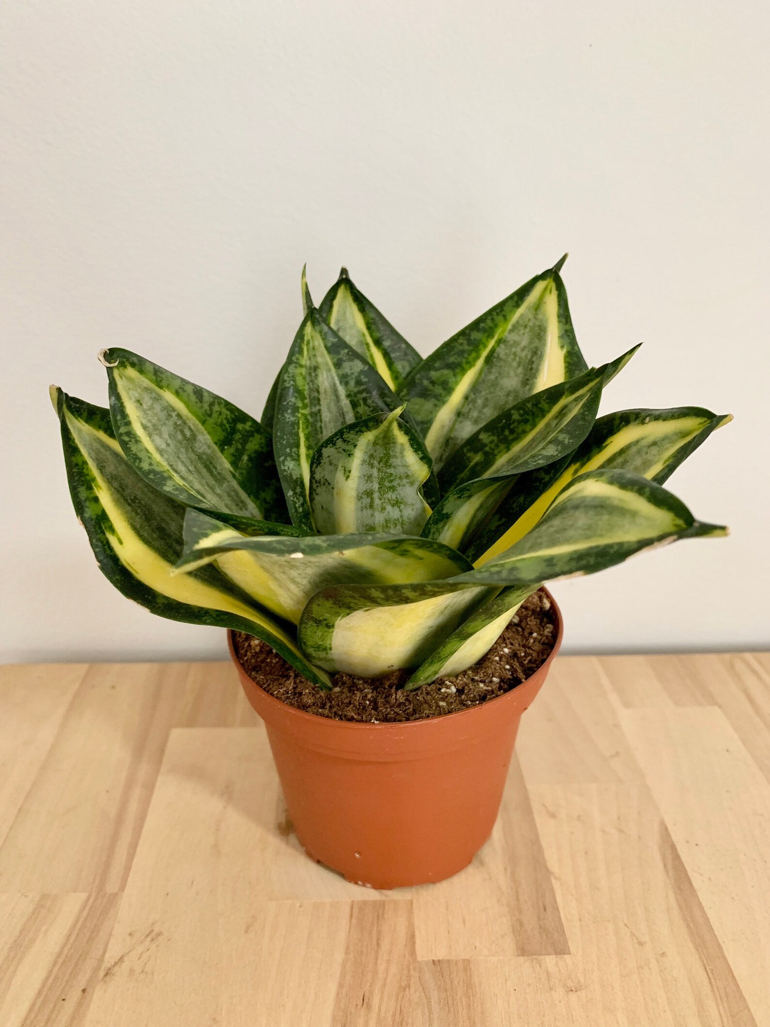 Dwarf Snake Plant Small Snake Plant Sansevieria Plant | Etsy