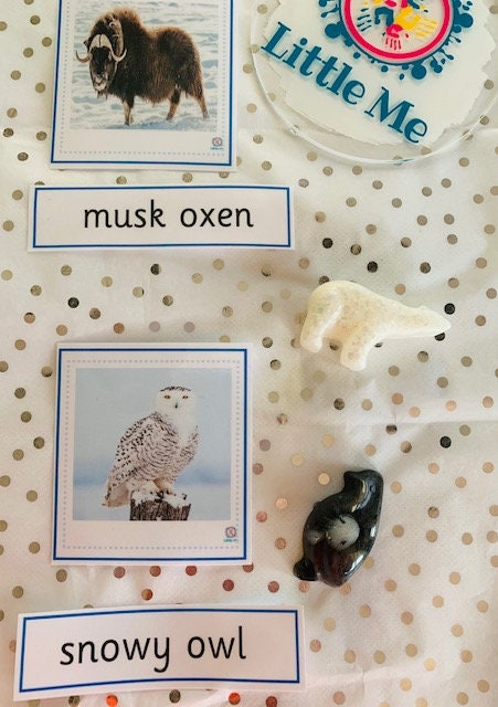 Arctic Polar Animals Topic Learning Pack, Home Learning Resources ...