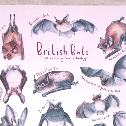British Bats Print - Etsy UK