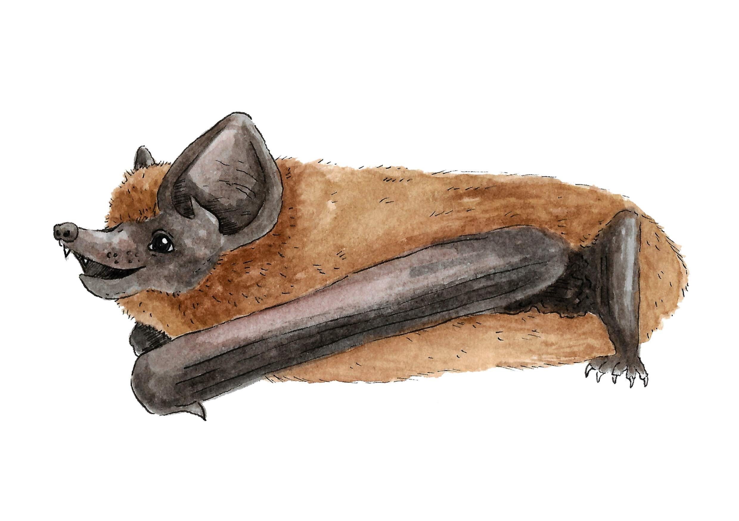 British Bats Stickers | Etsy UK