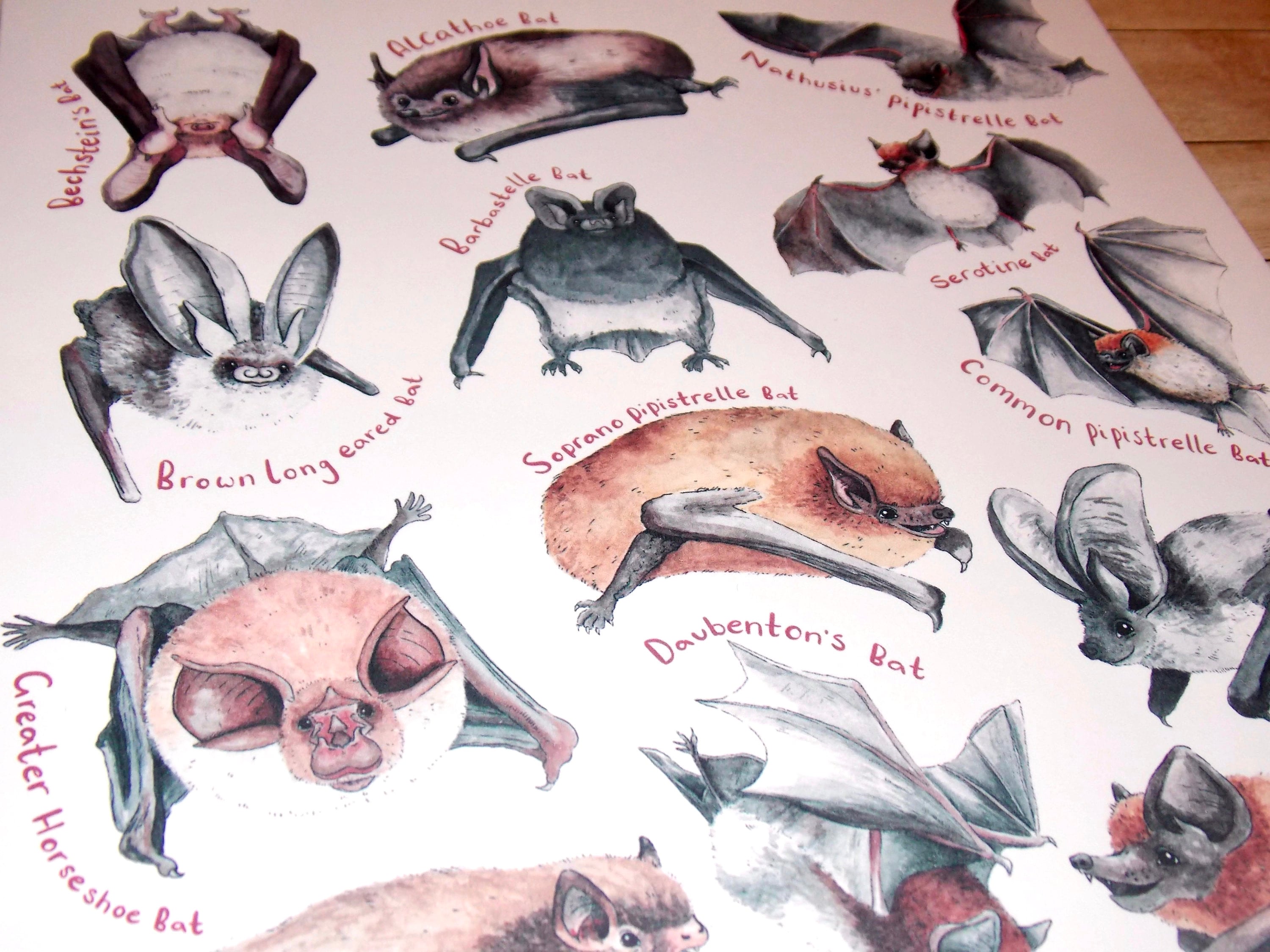 British Bats - Print - Etsy UK