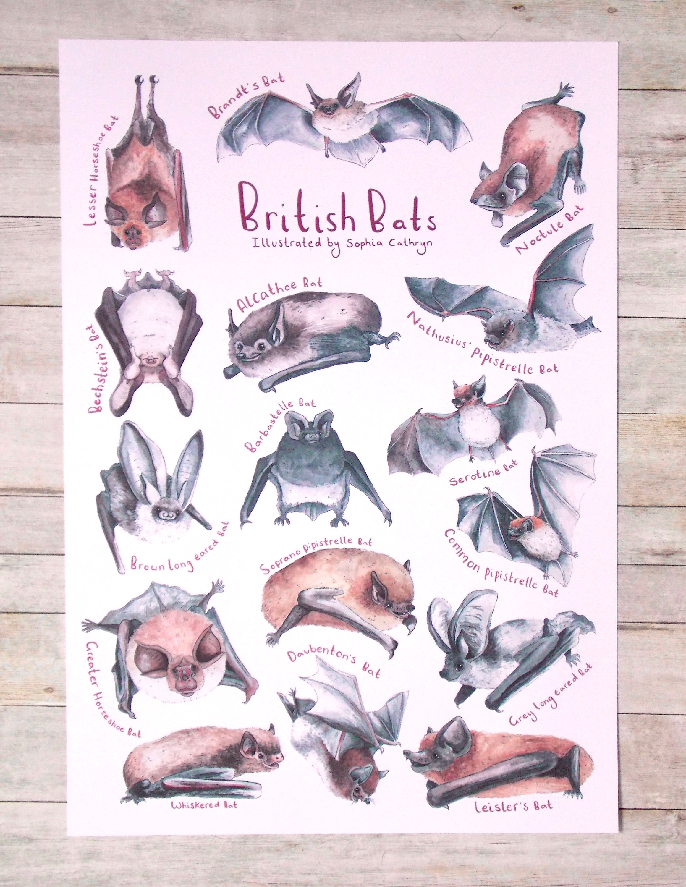 British Bats Print - Etsy UK