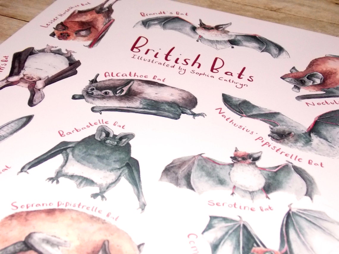 British Bats - Print - Etsy UK