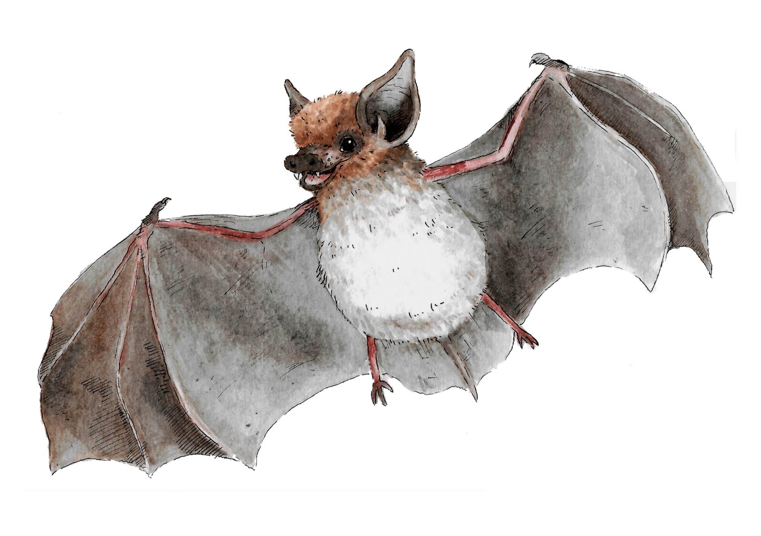 British Bats Stickers | Etsy UK