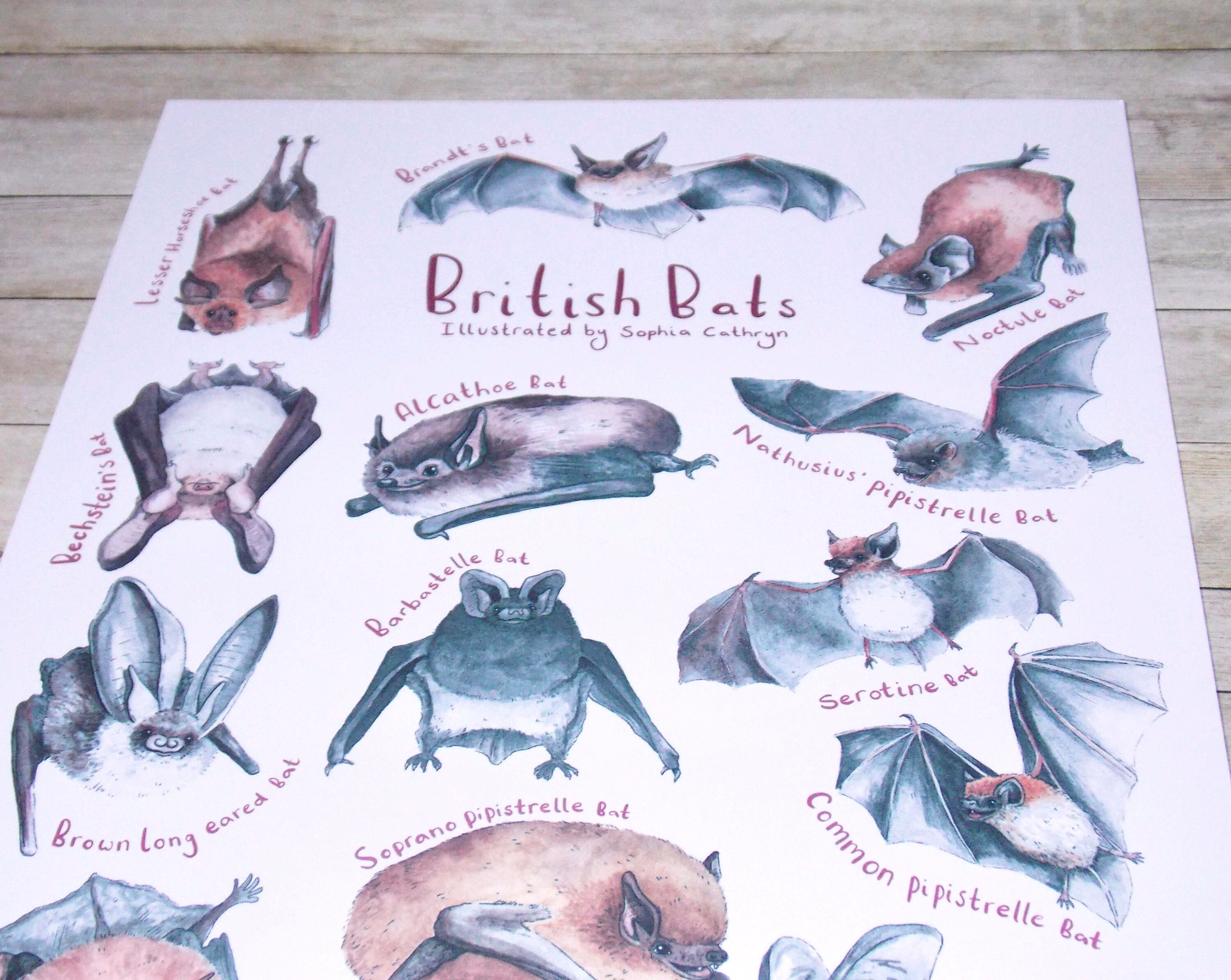 British Bats - Print - Etsy UK