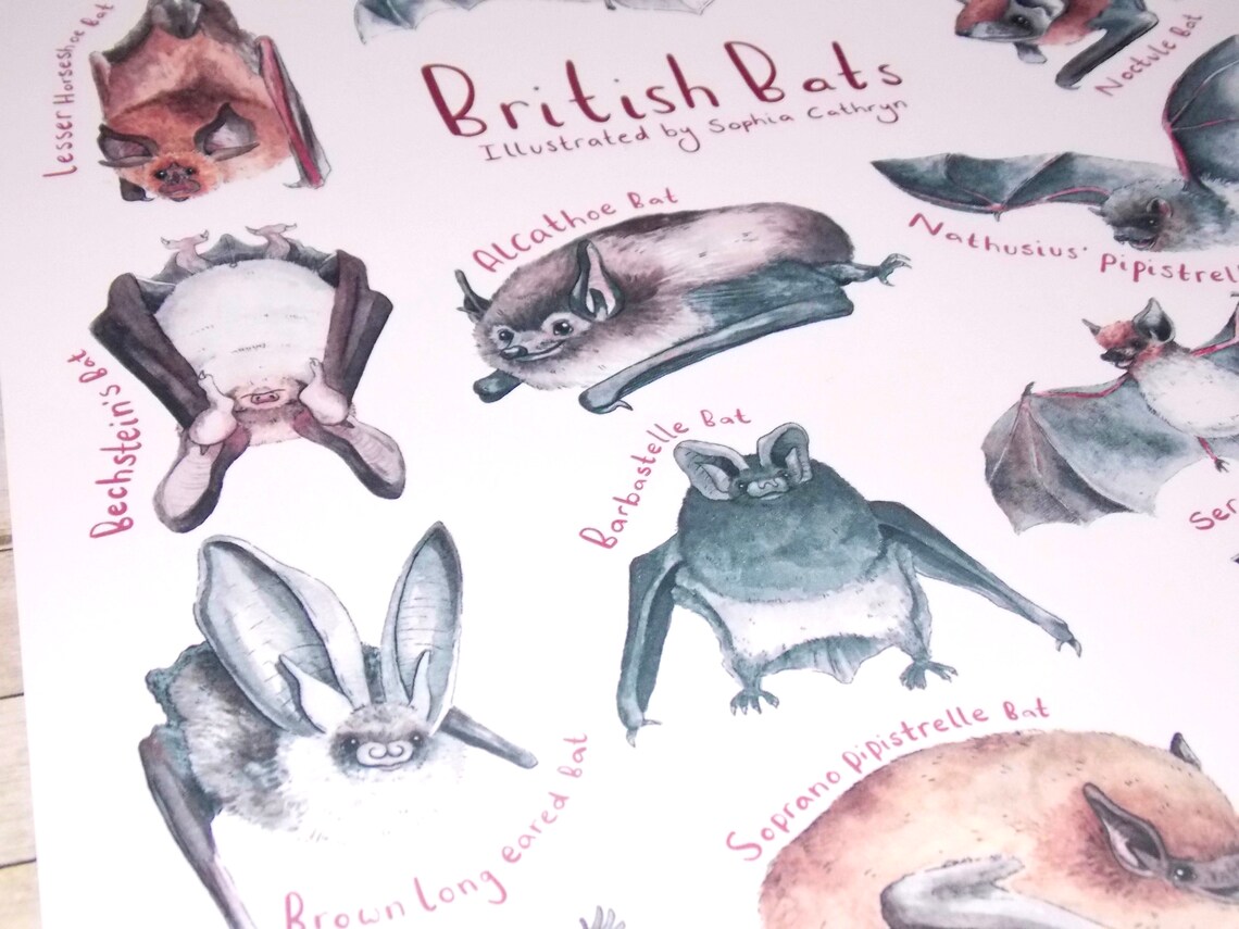 British Bats - Print - Etsy UK