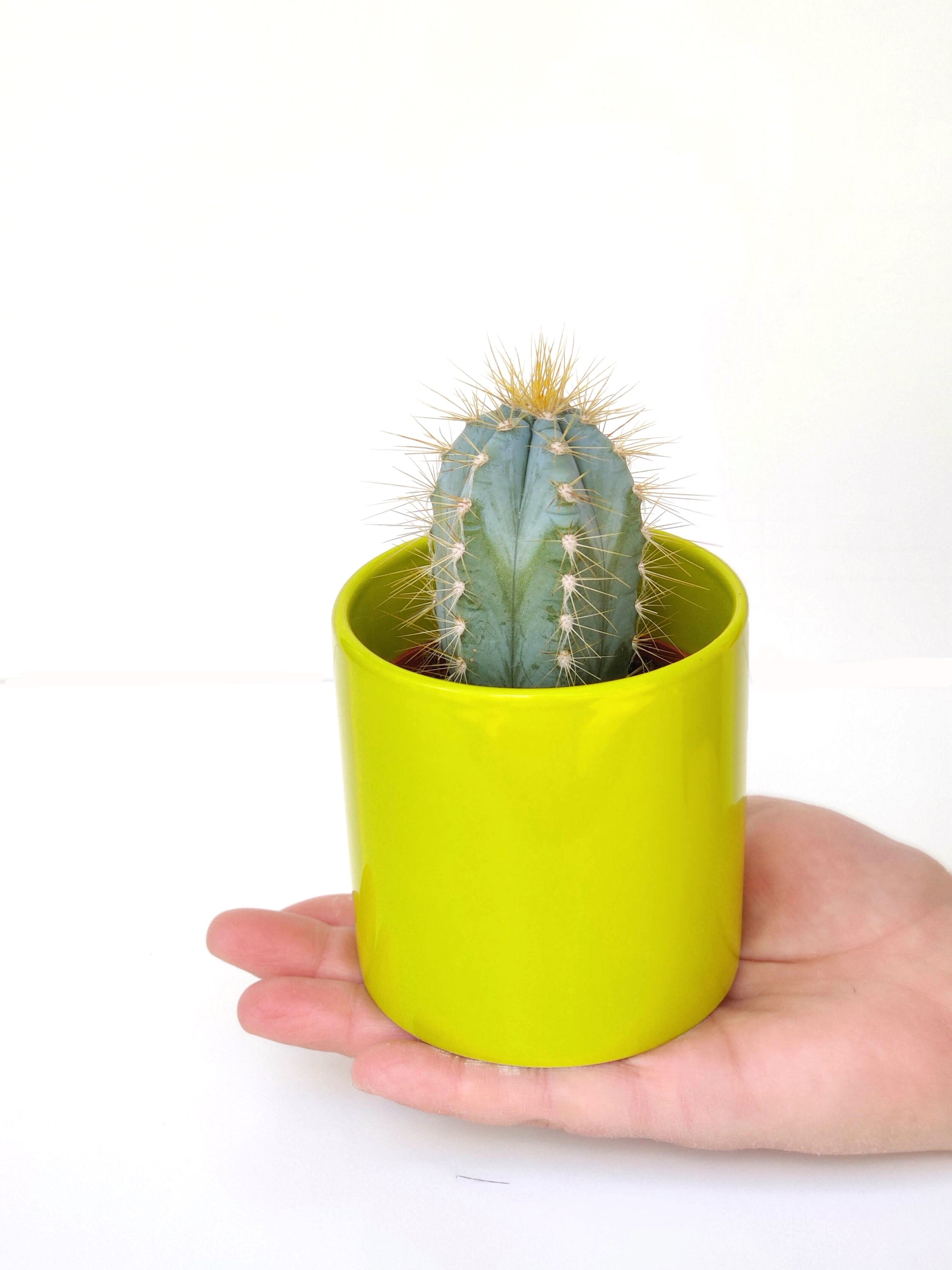 Large Cactus With Ceramic Vase Succulents Live Plant | Etsy