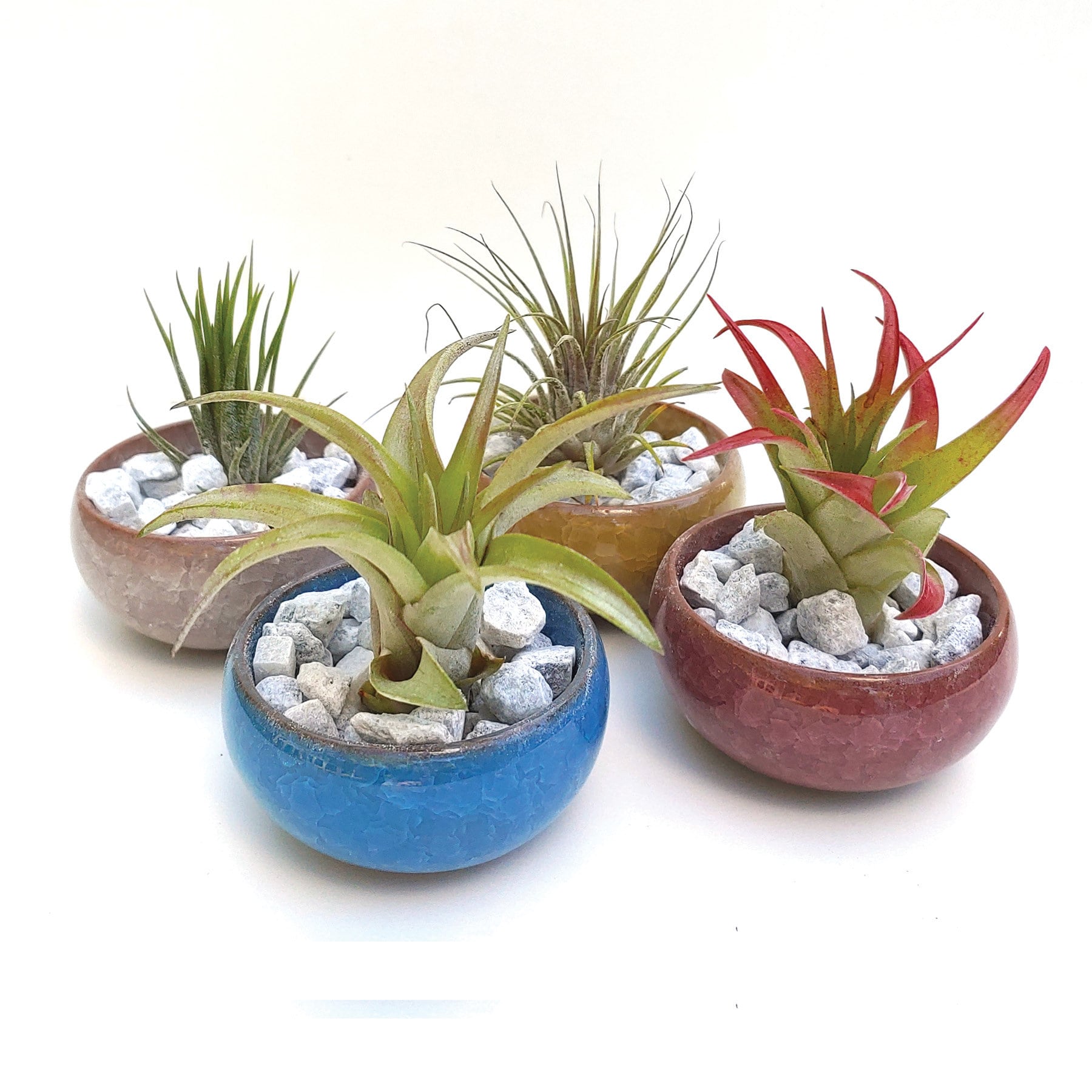 Succulents Air Plant Cactus Care Package Box Friendship | Etsy