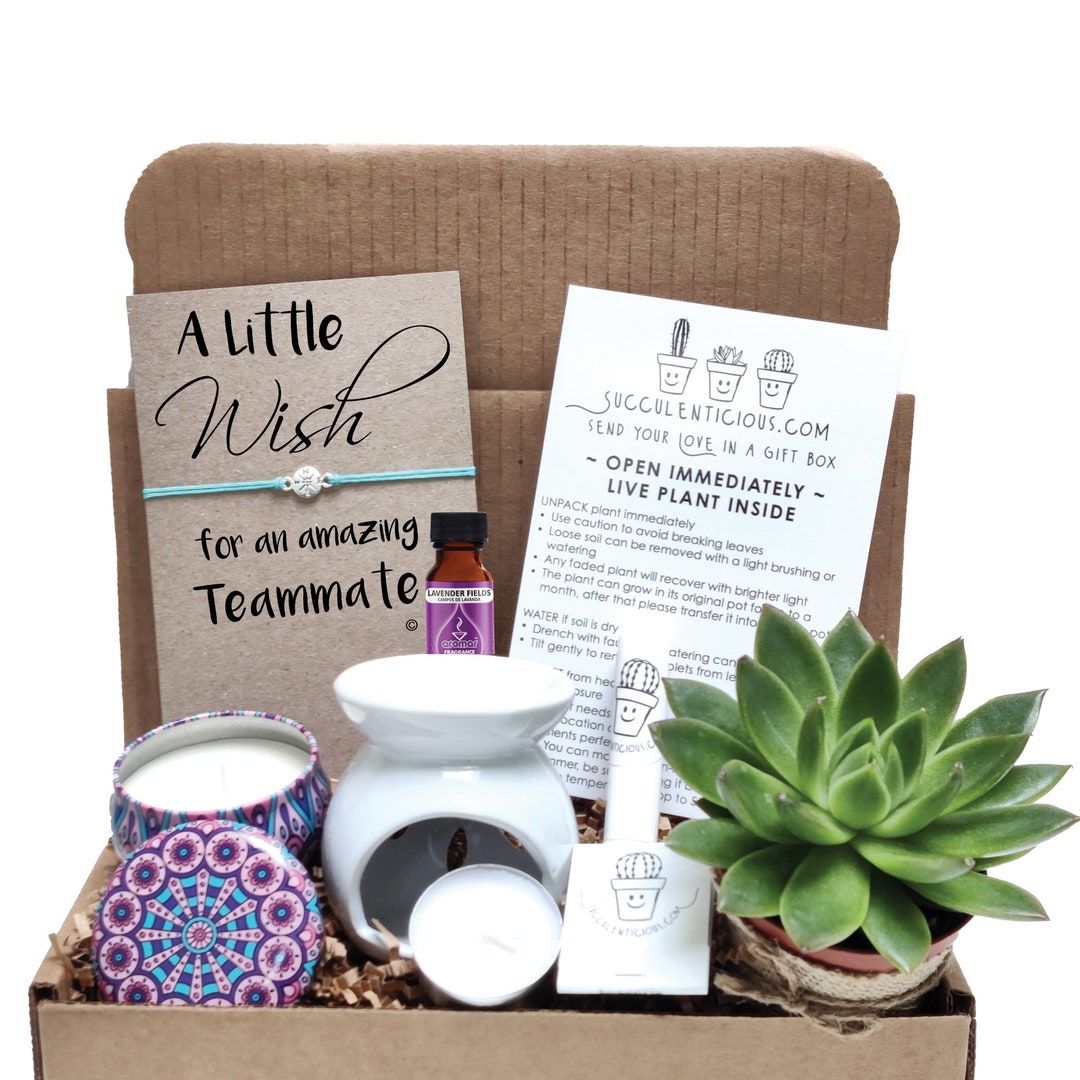 Teammate Birthday Gift Teammate Gifts for Teammate Gift Box Succulent ...