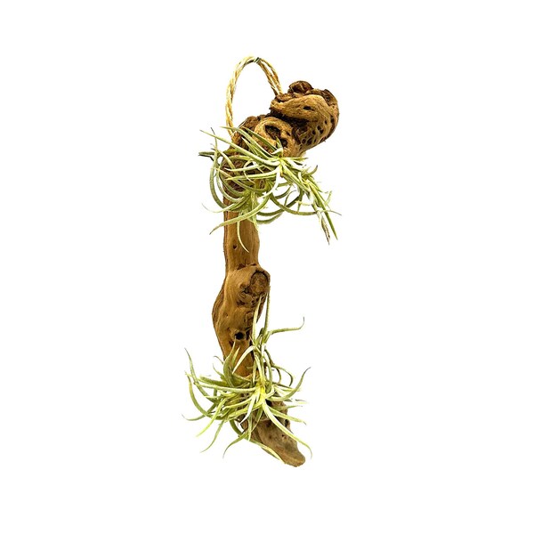 Air Plant - Etsy